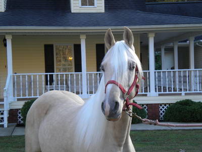 Viewing a thread - Brenda Imus gaited bit